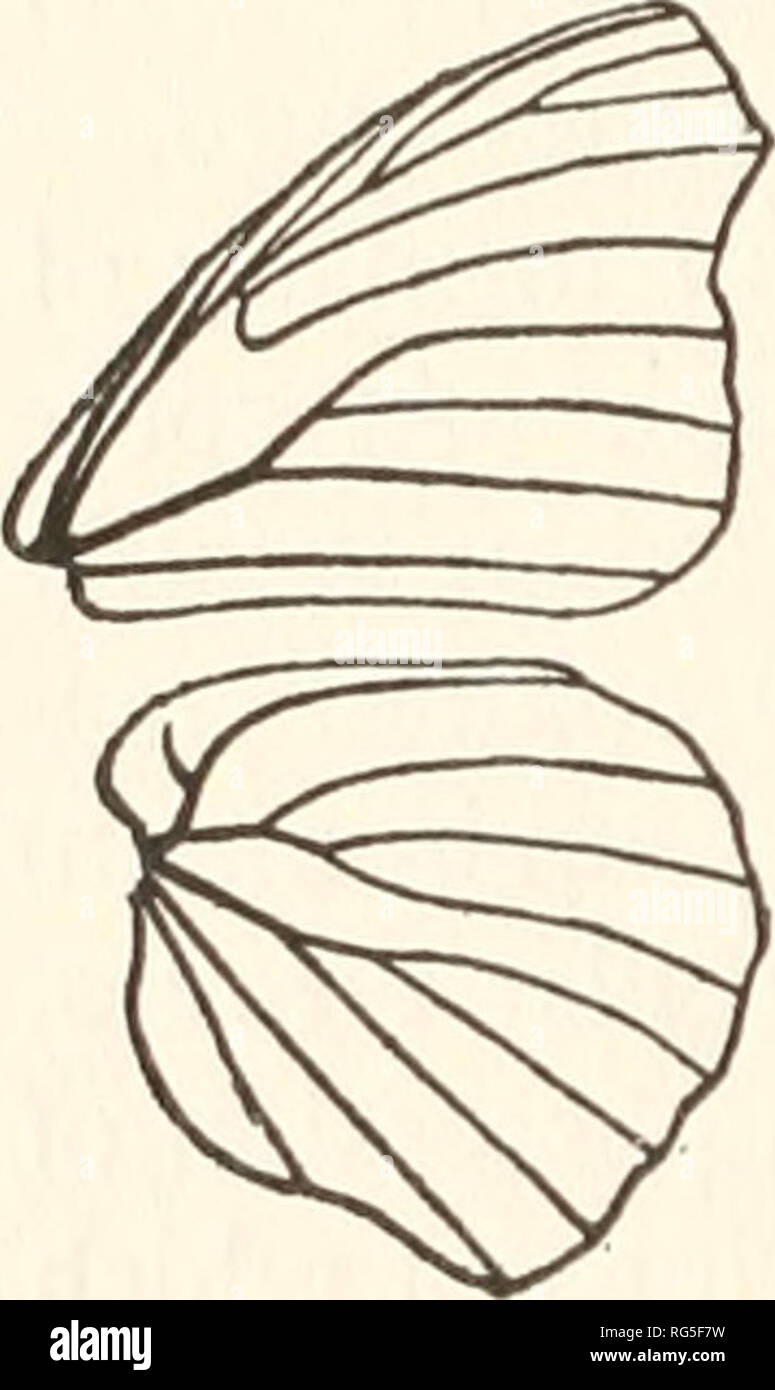 Junonia genus hi-res stock photography and images - Alamy