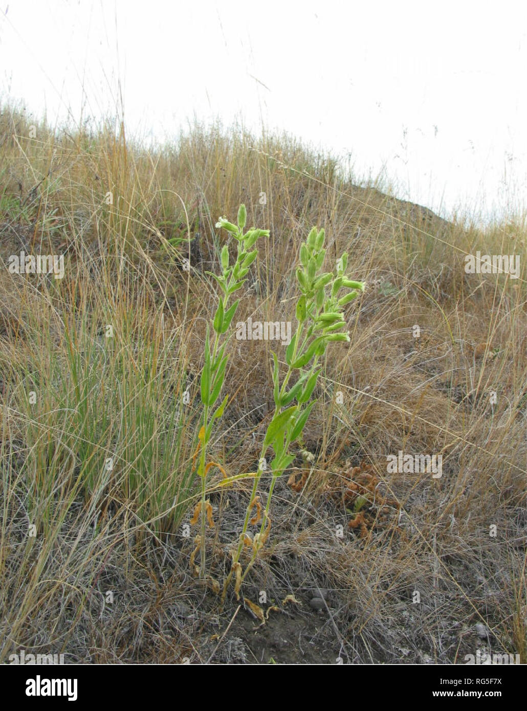 Lance Shaped Leaves Stock Photos & Lance Shaped Leaves Stock Images - Alamy