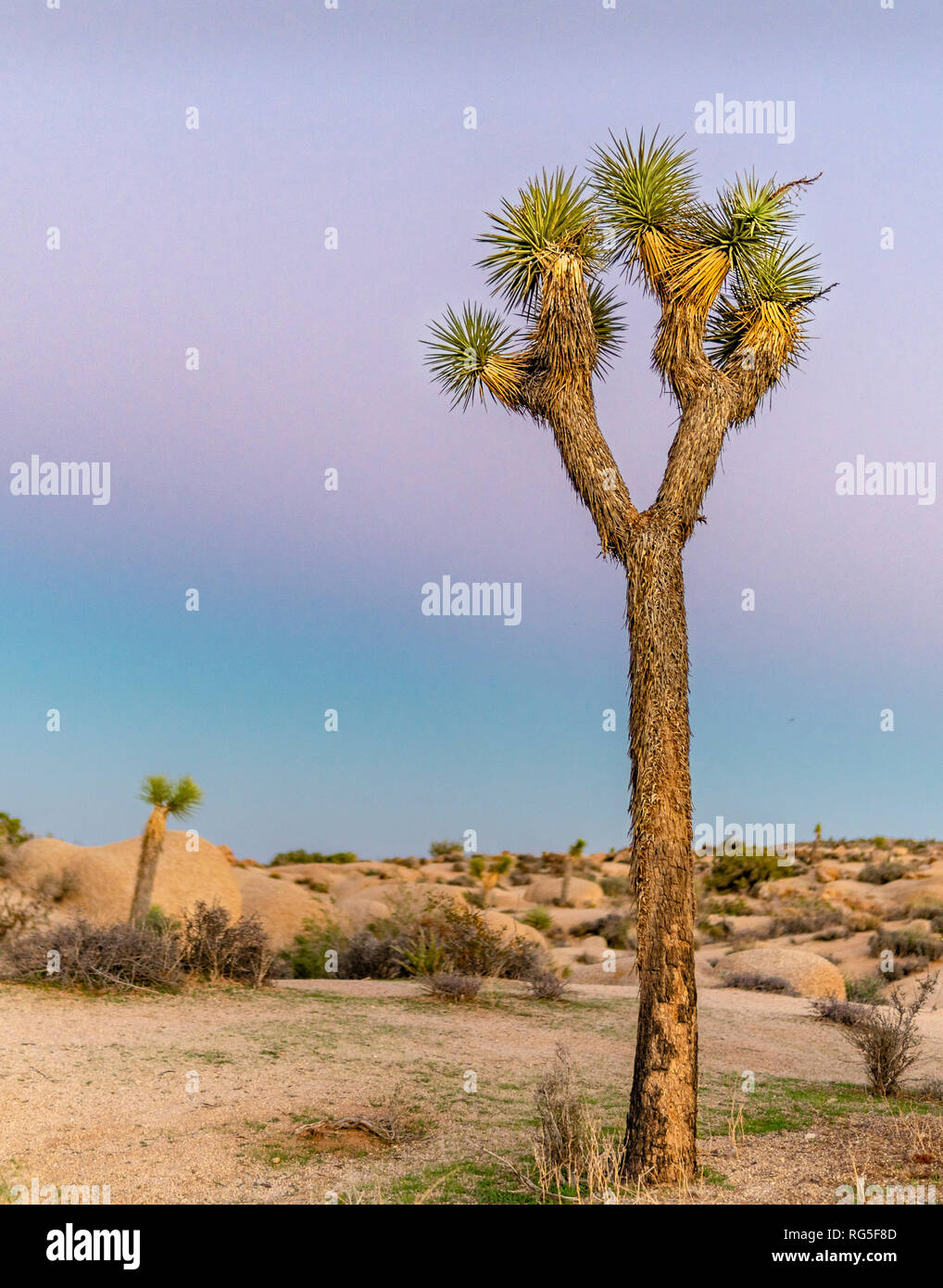 Eastern joshua tree hi-res stock photography and images - Alamy