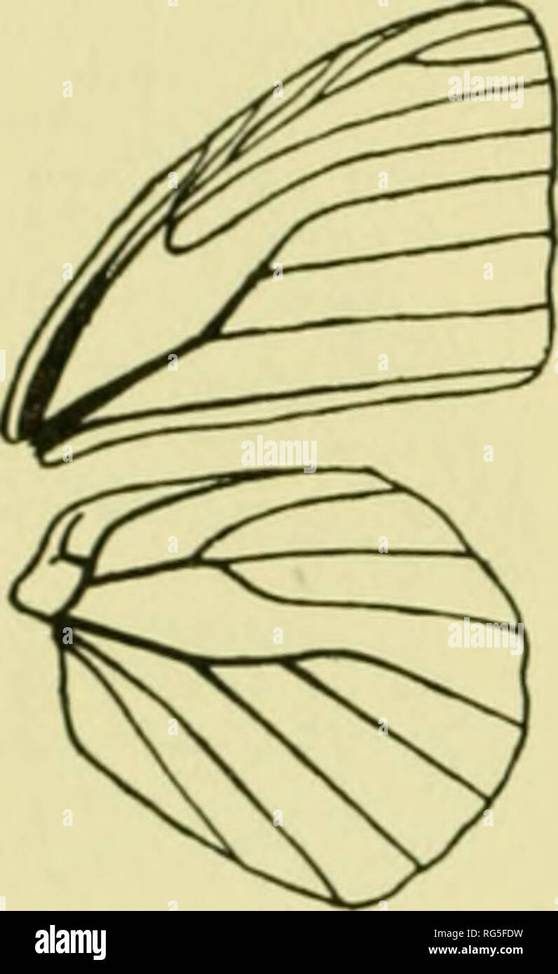Callicore butterfly hi-res stock photography and images - Alamy
