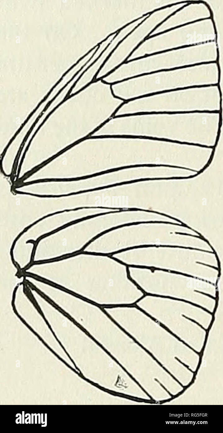 . The butterfly book; a popular guide to a knowledge of the butterflies ...