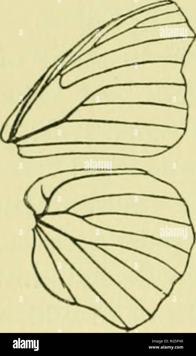 Junonia species hi-res stock photography and images - Alamy
