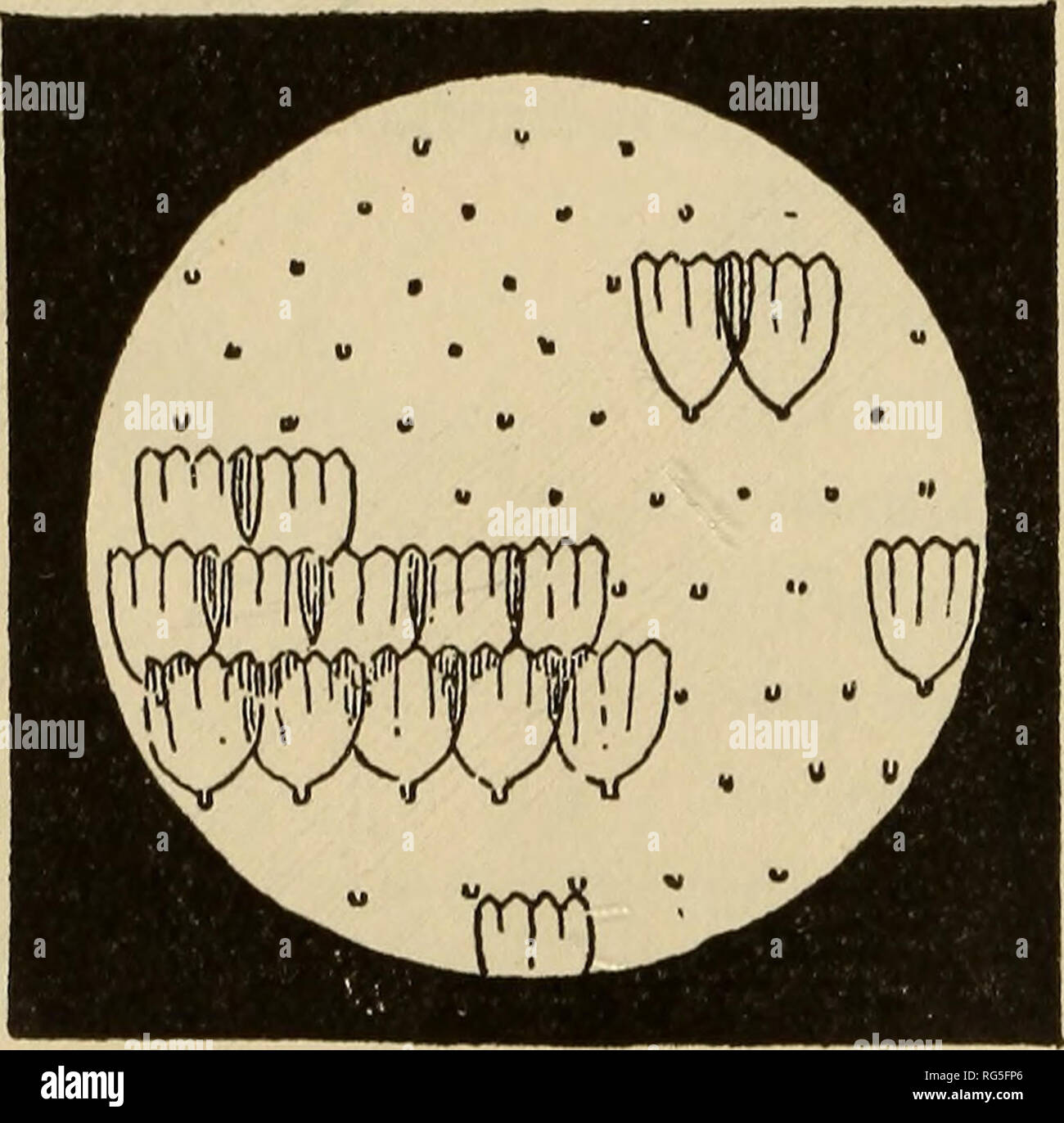Blunt claws hi-res stock photography and images - Alamy