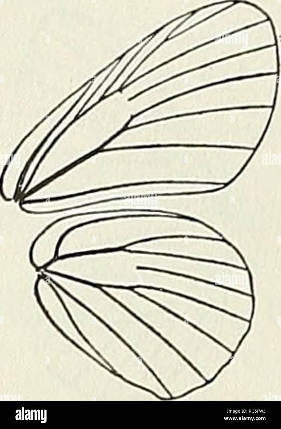 . The butterfly book; a popular guide to a knowledge of the butterflies ...