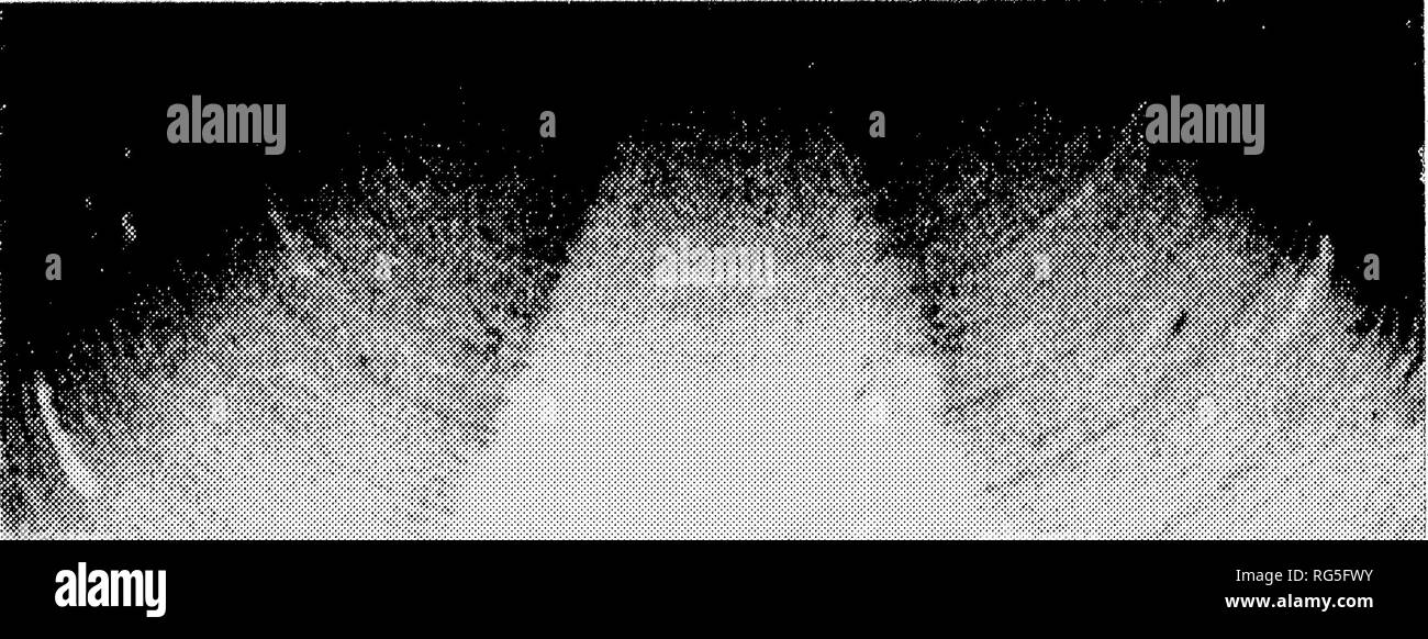 . Monitoring animal use of modified drainage culverts on the Lolo South ...