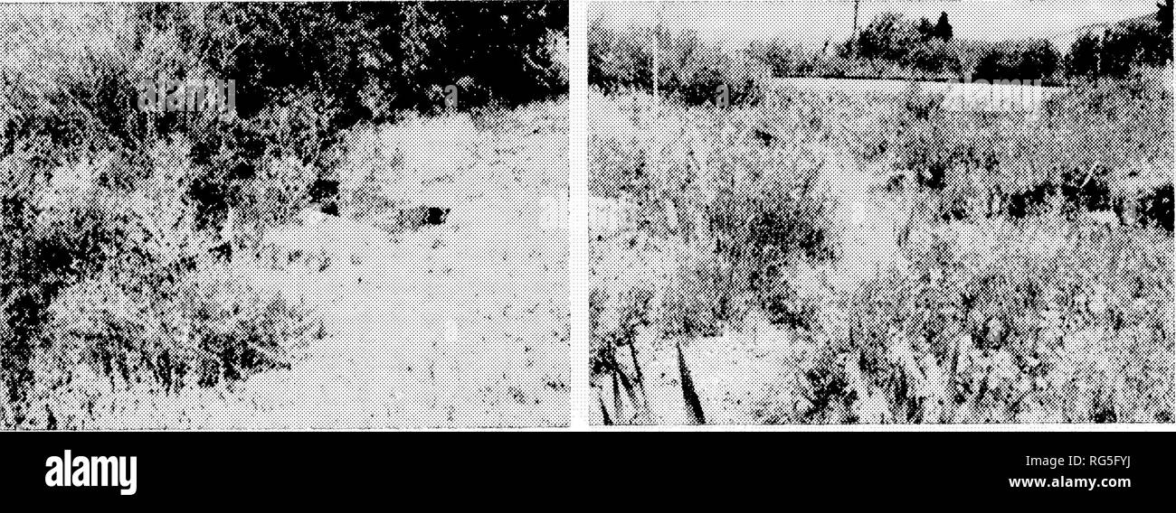 . Monitoring animal use of modified drainage culverts on the Lolo South ...