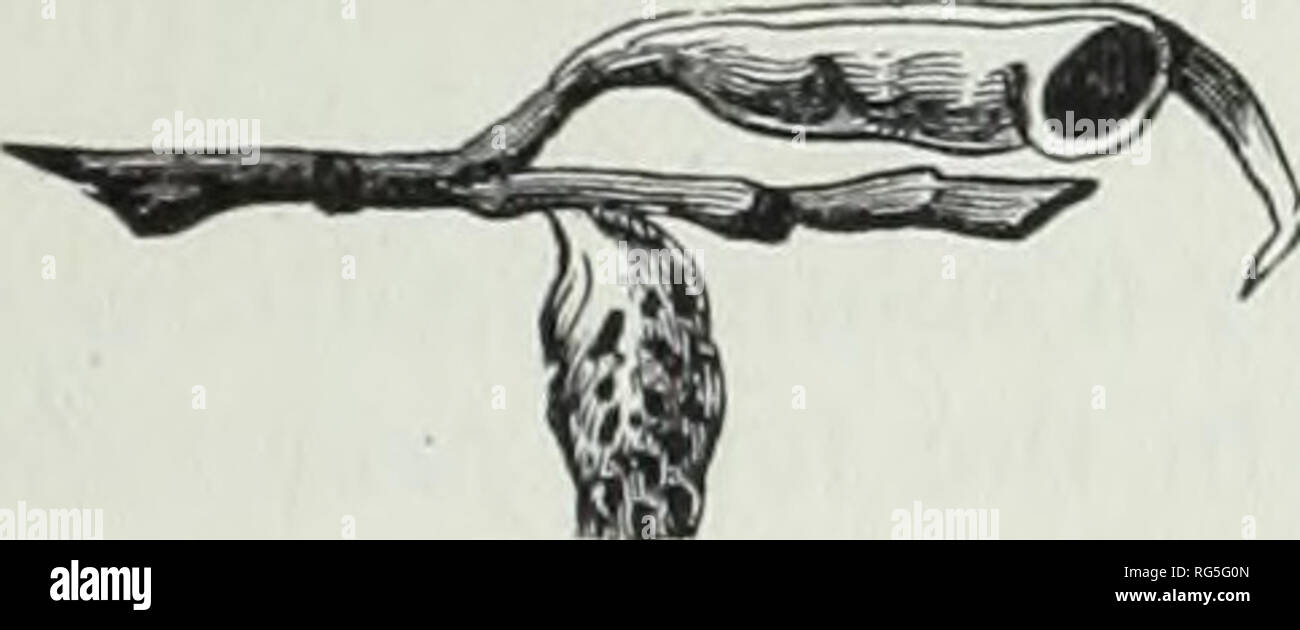 . The butterfly book : a popular guide to a knowledge of the ...