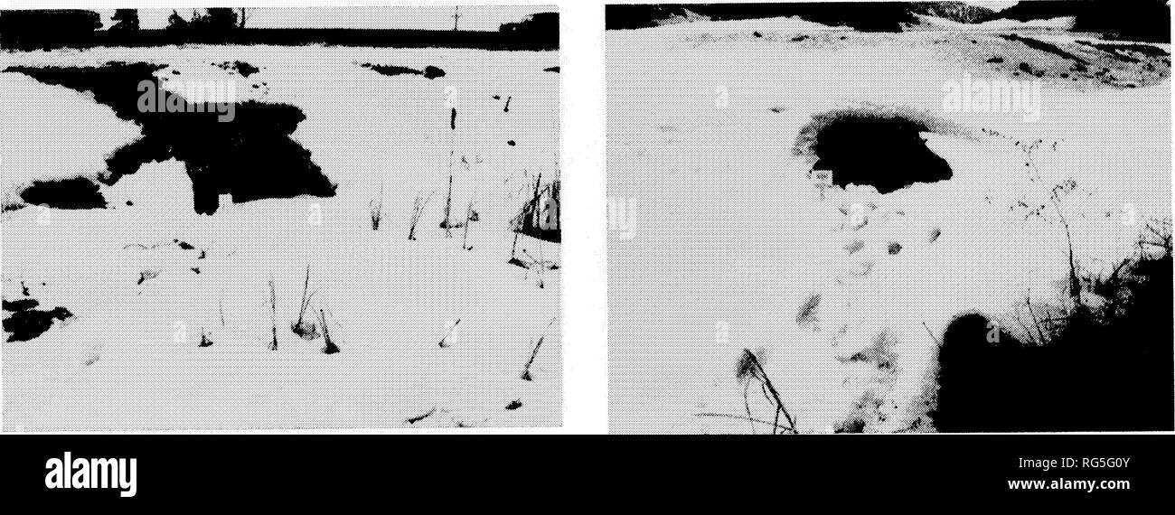 . Monitoring animal use of modified drainage culverts on the Lolo South ...