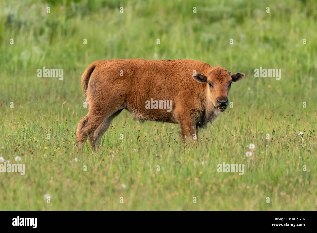 Baby Bison in Field Turns Toward Camera in Early Summer Stock Photo - Alamy