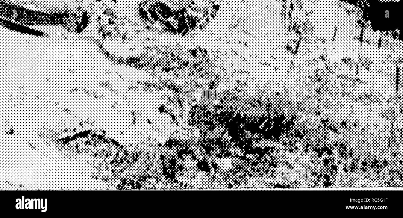 Culvert animal Black and White Stock Photos & Images - Alamy