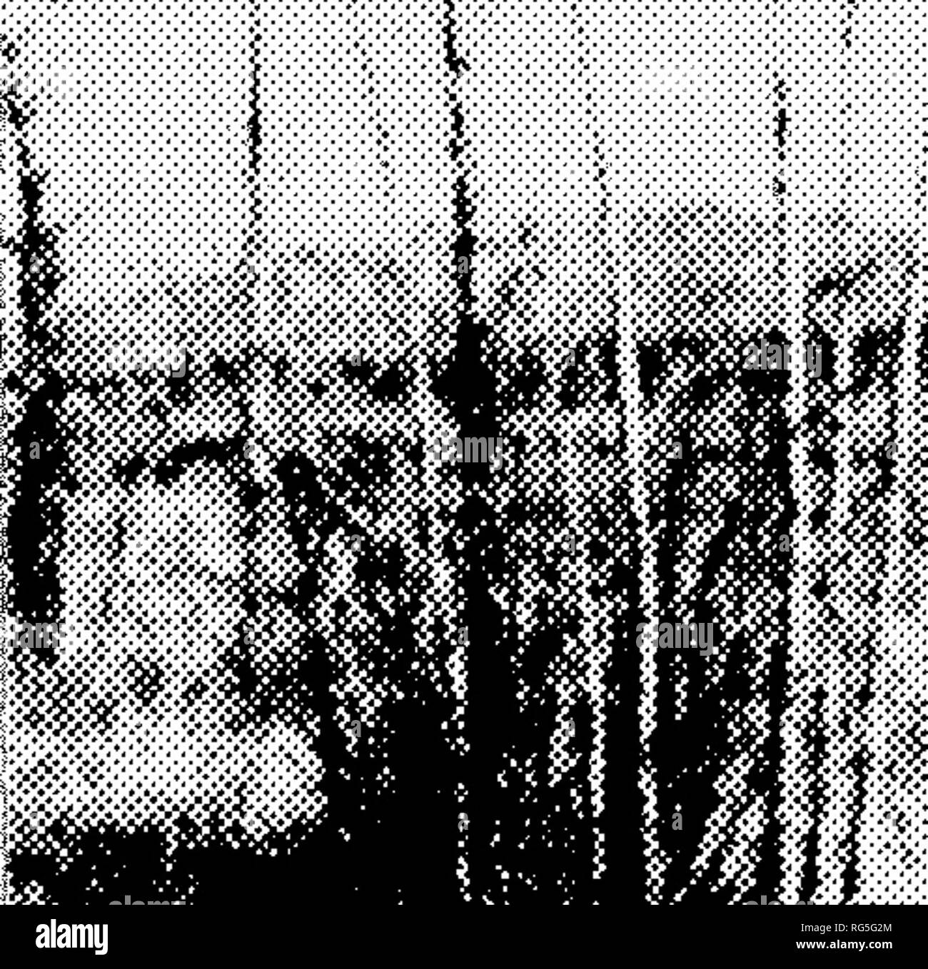 . Monitoring animal use of modified drainage culverts on the Lolo South ...