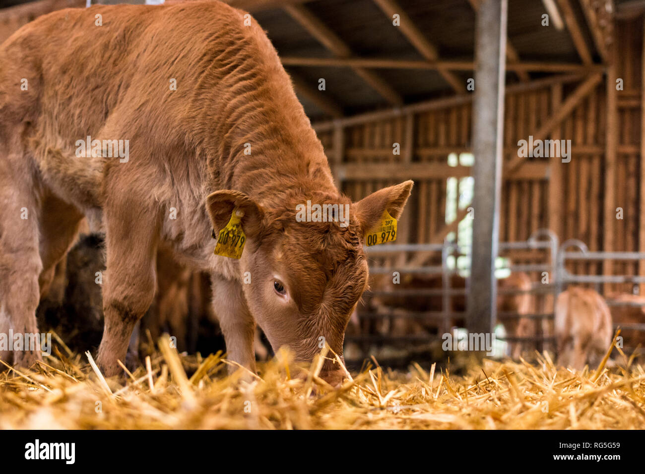 Glanrind-Kalb im Strohstall Stock Photo - Alamy