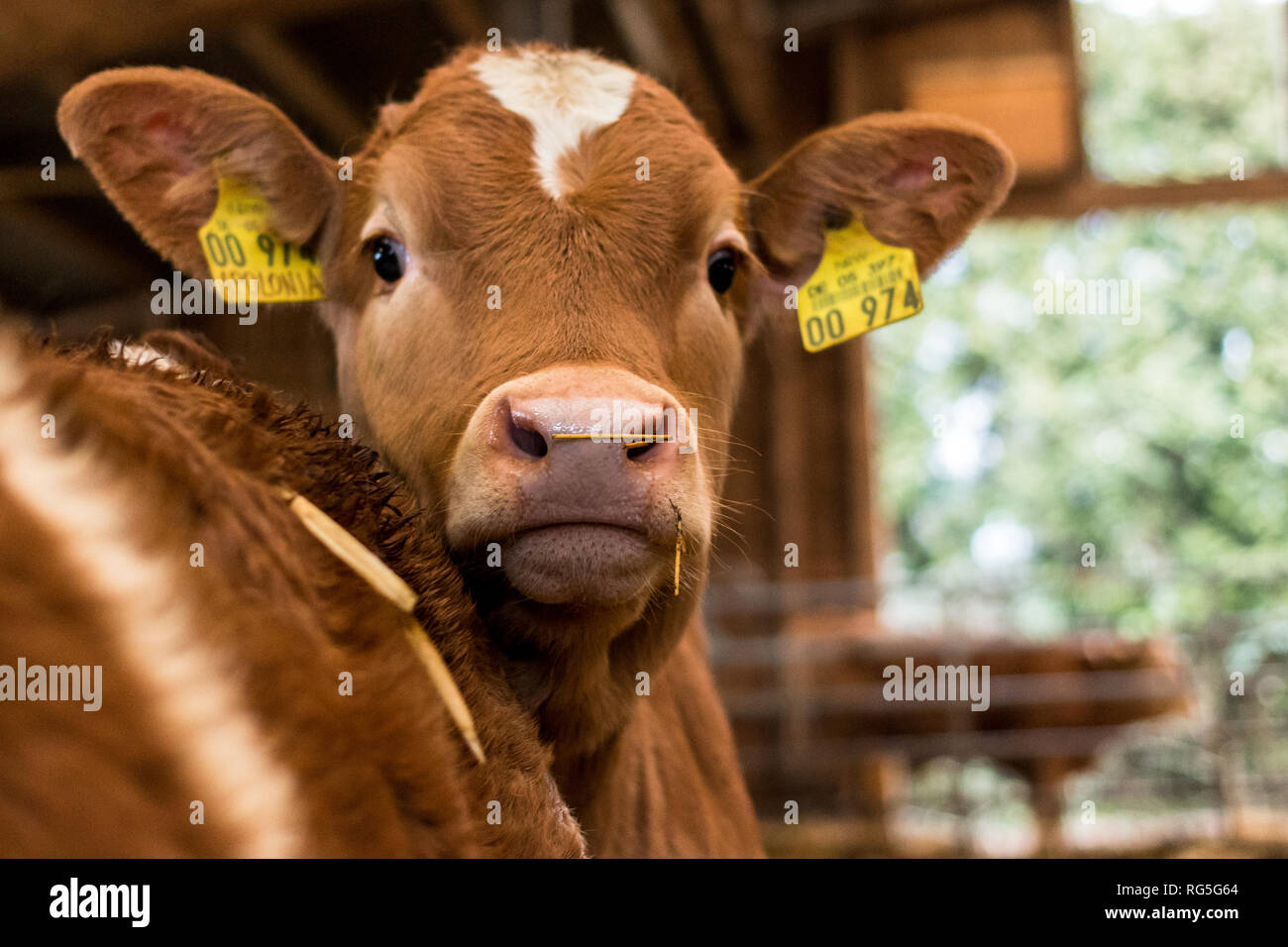 Kalb stall hi-res stock photography and images - Alamy