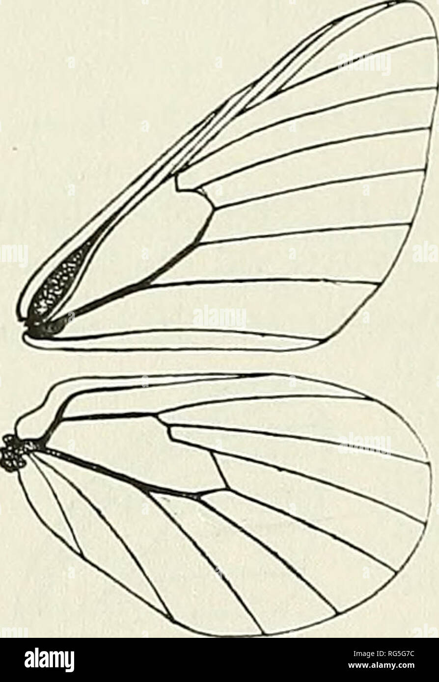 . The butterfly book; a popular guide to a knowledge of the butterflies ...