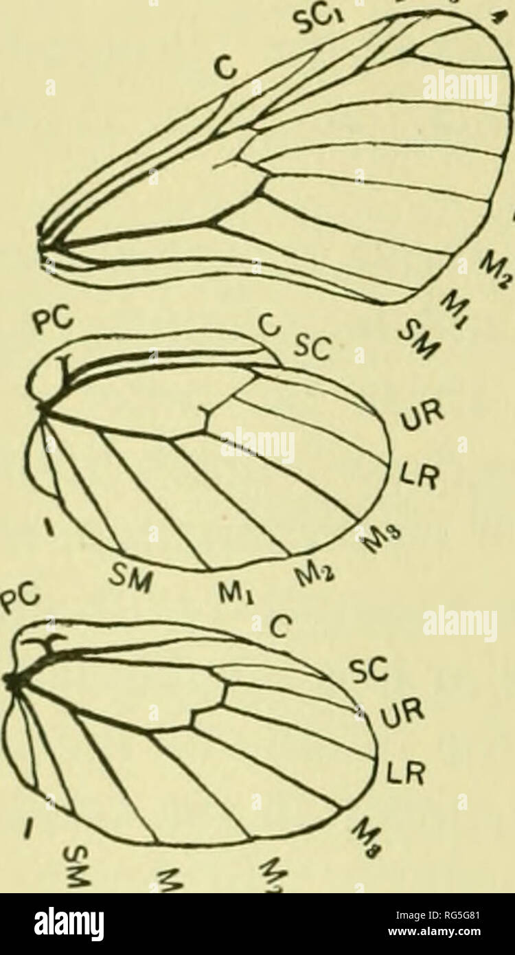 One medium size butterfly hi-res stock photography and images - Alamy
