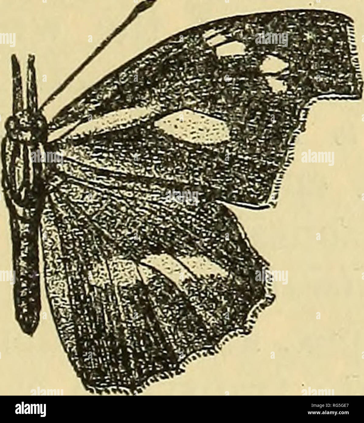 . Butterflies. Vol. I-II.. Lepidoptera. LIBYTHEA. 475 c? 2 • Hind wing ...