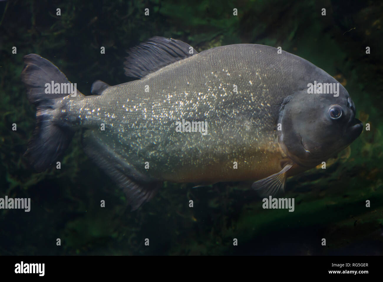 Black fin pacu hi-res stock photography and images - Alamy