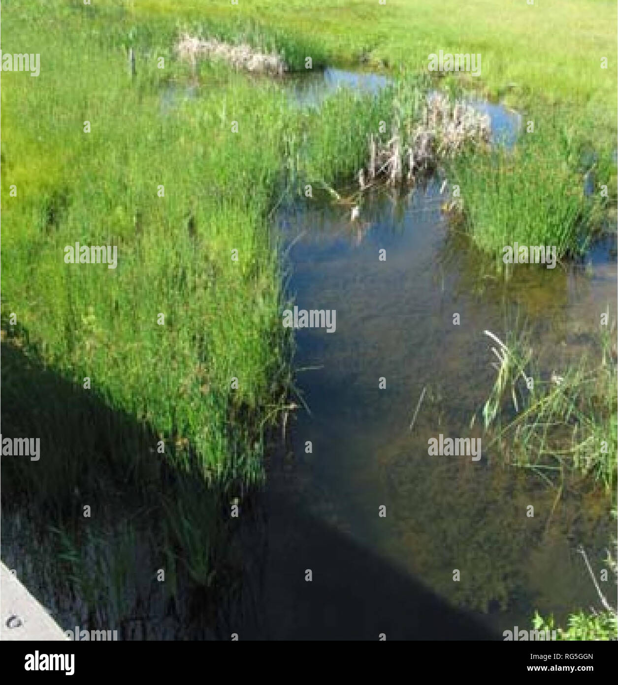 . Assessment of aquatic habitats on the Matador Ranch Phillips Co., MT ...