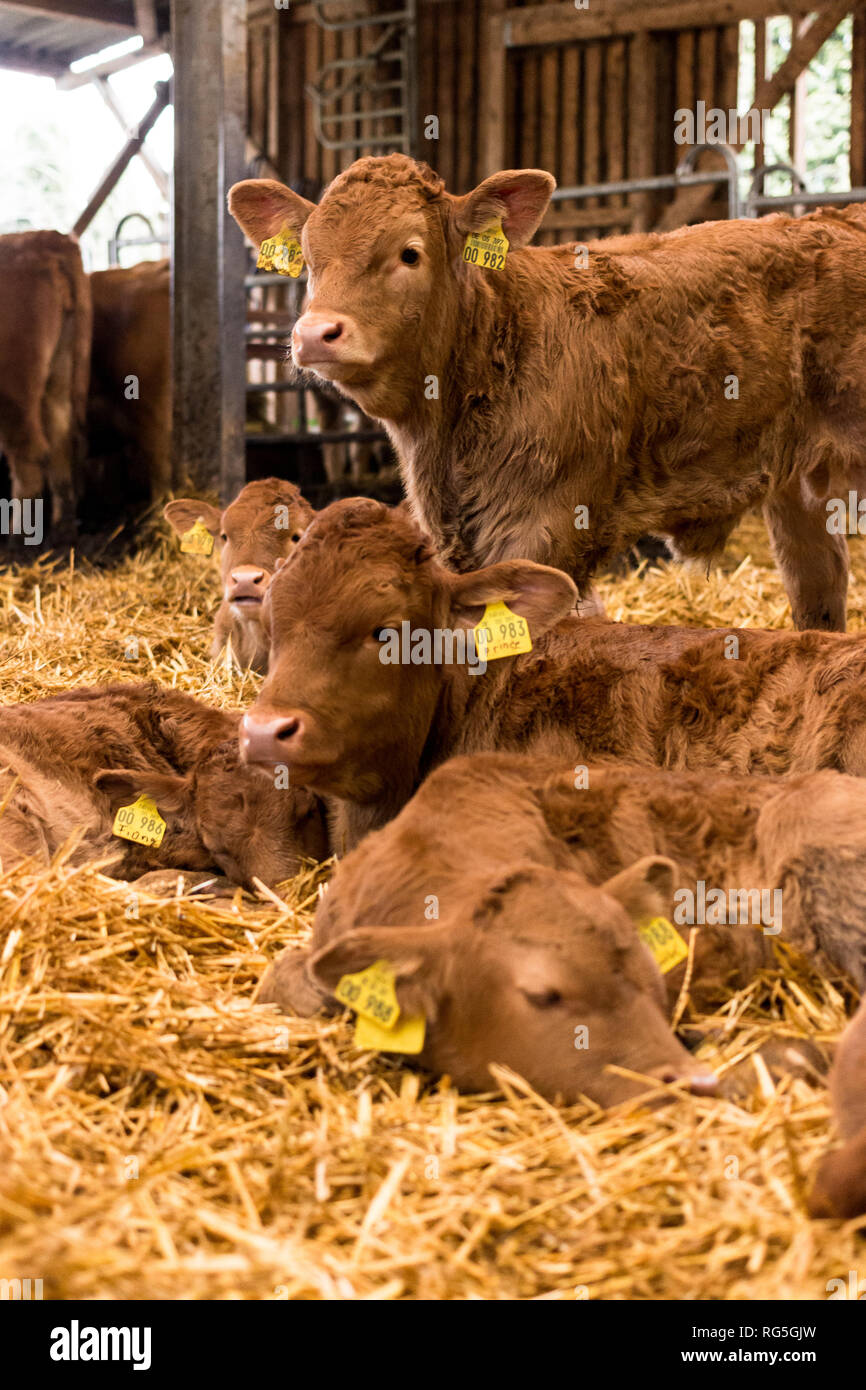 Bio fleischproduktion hi-res stock photography and images - Alamy