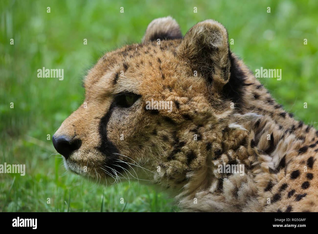 Asian cheetahs hi-res stock photography and images - Alamy