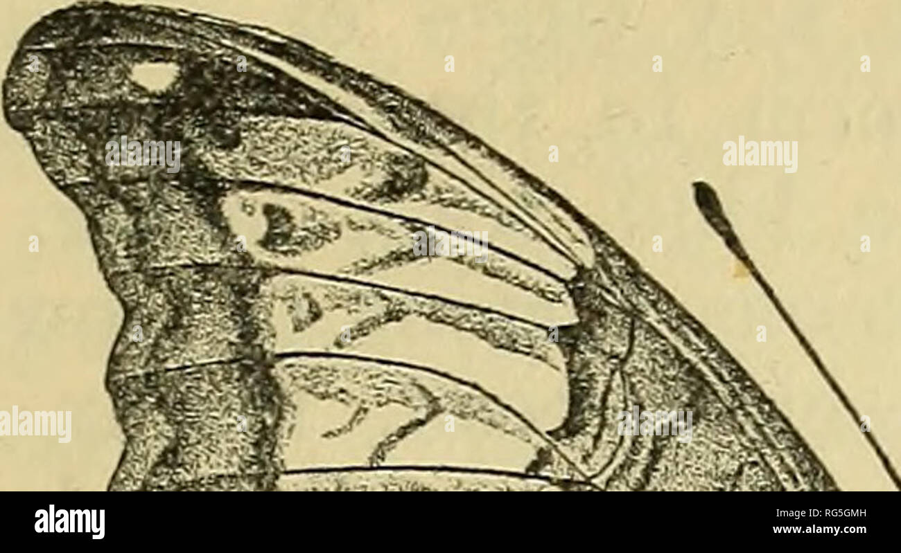 . Butterflies. Vol. I-II.. Lepidoptera. CYNTHIA. 407. Fig. 74.— Cynthia ...