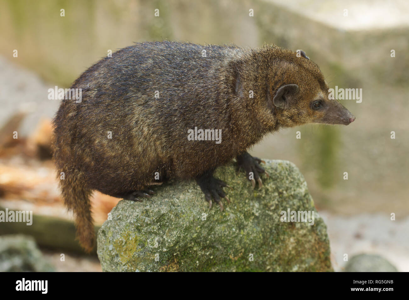 Common kusimanse (Crossarchus obscurus), also known as the long-nosed ...