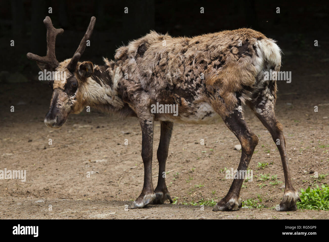 Rangifer tarandus domestica hi-res stock photography and images - Alamy