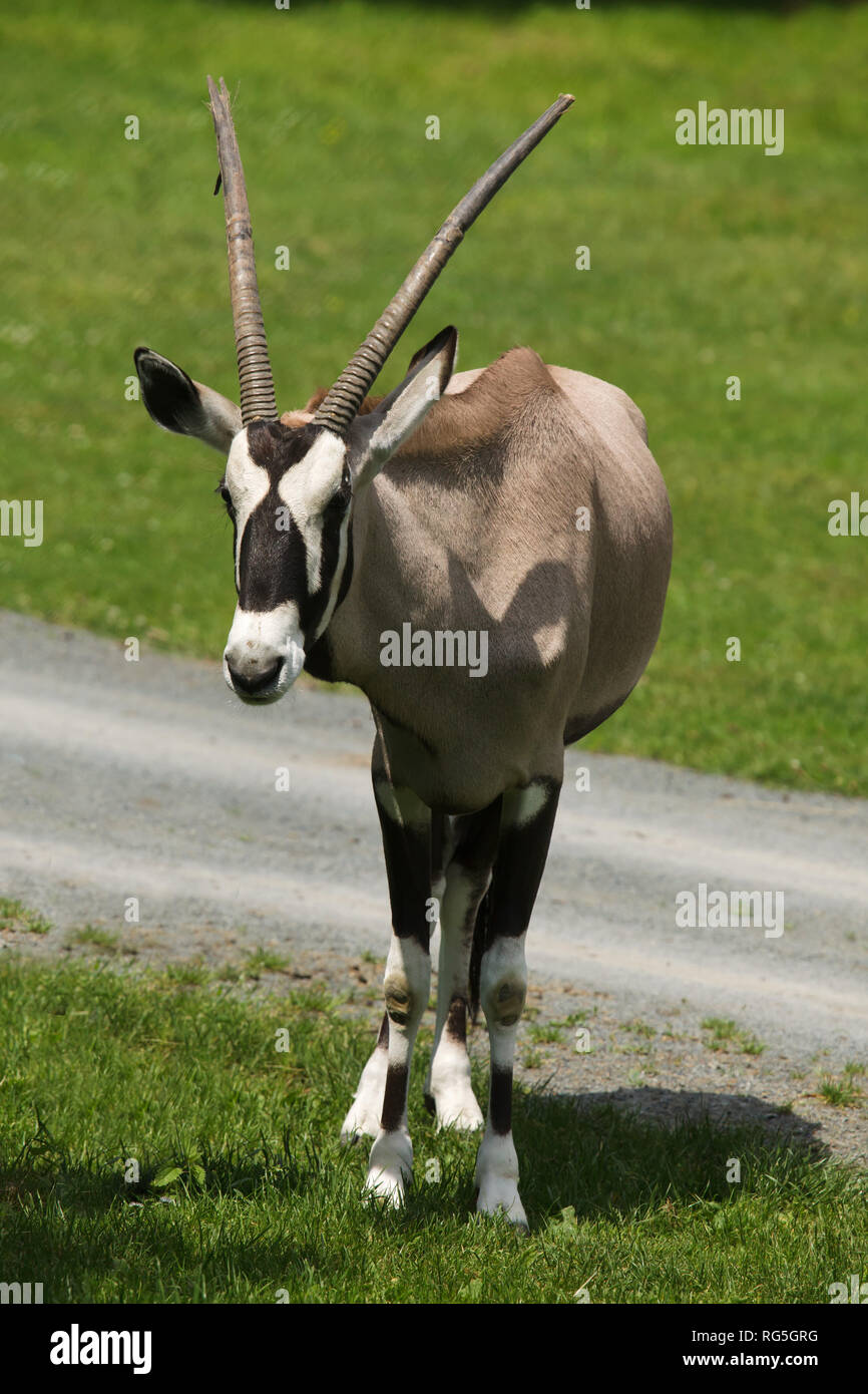 Gemsbok (Oryx gazella gazella), also known as the Southern oryx Stock ...