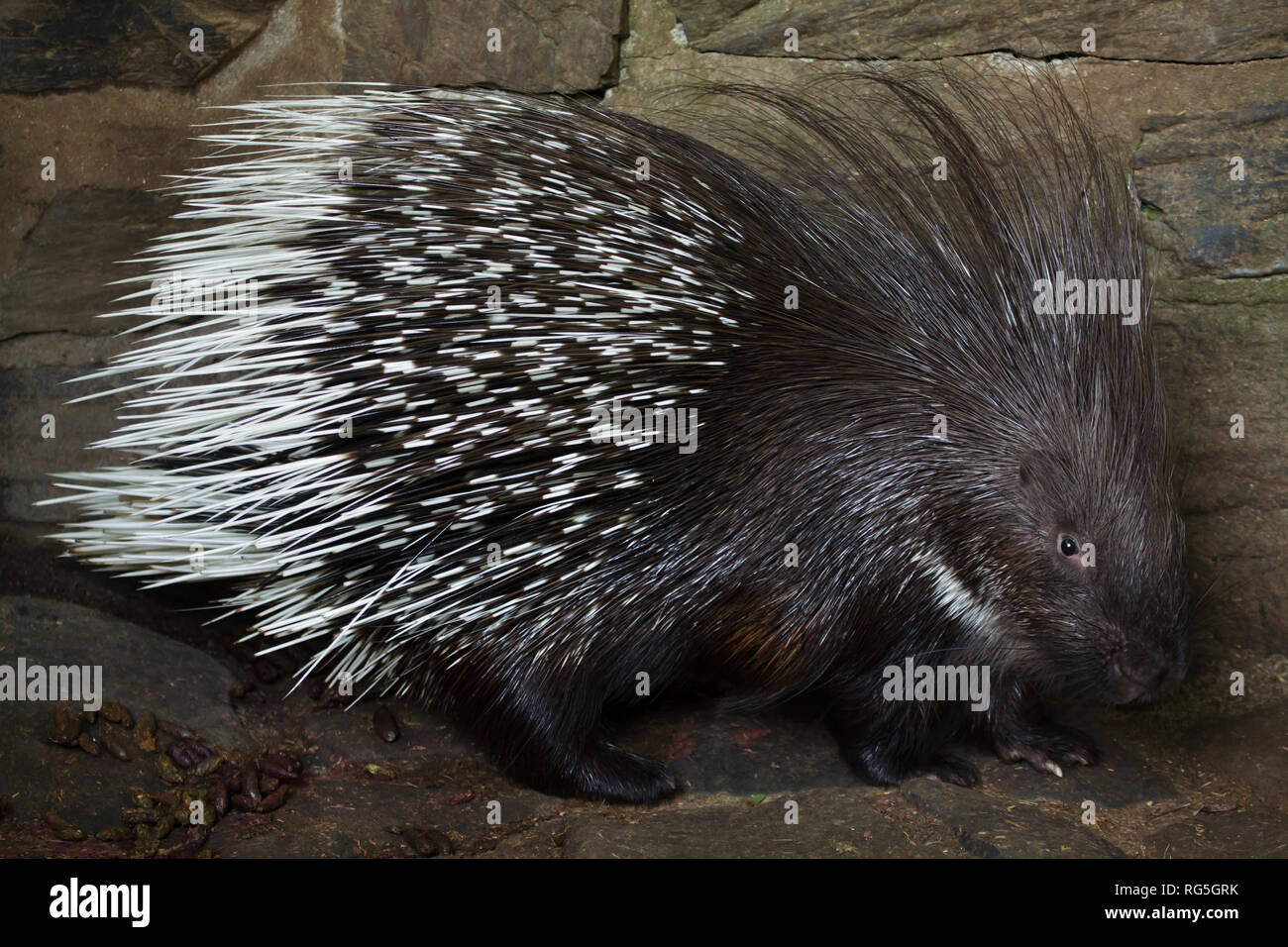 Porcupine of nepal hi-res stock photography and images - Alamy