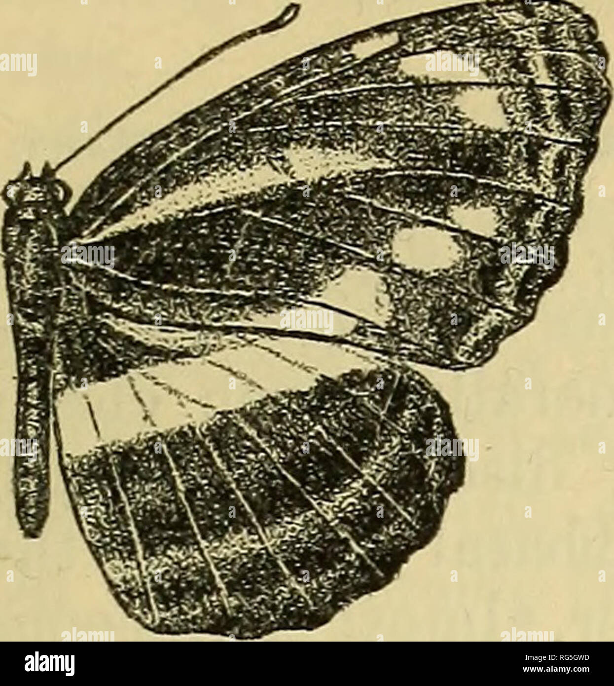 White discal markings hi-res stock photography and images - Alamy