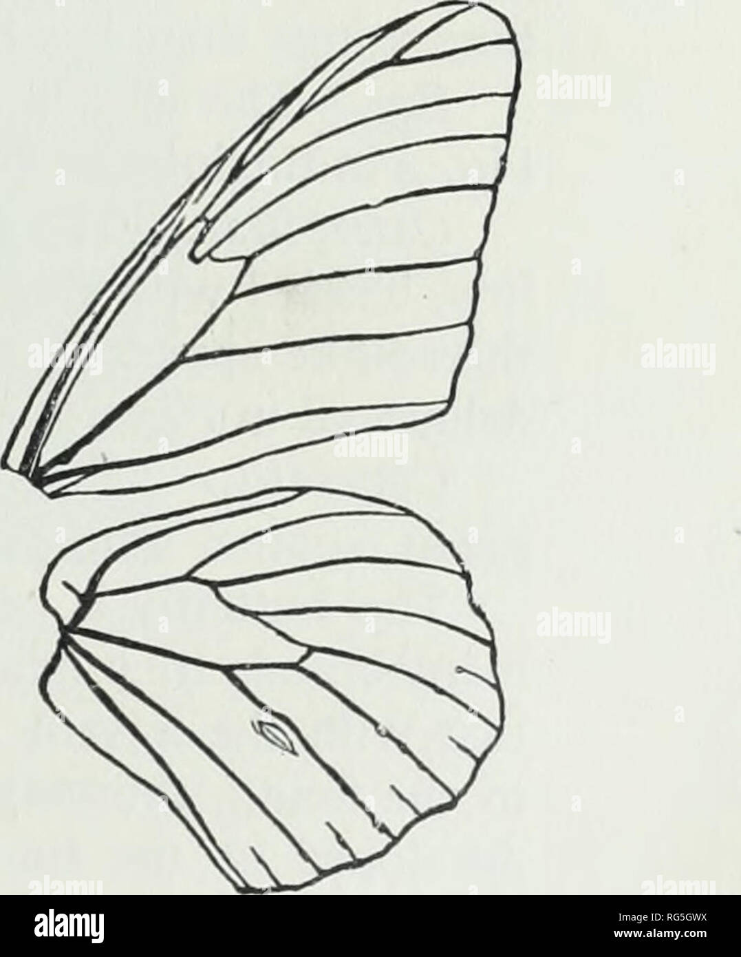 . The butterfly book : a popular guide to a knowledge of the ...