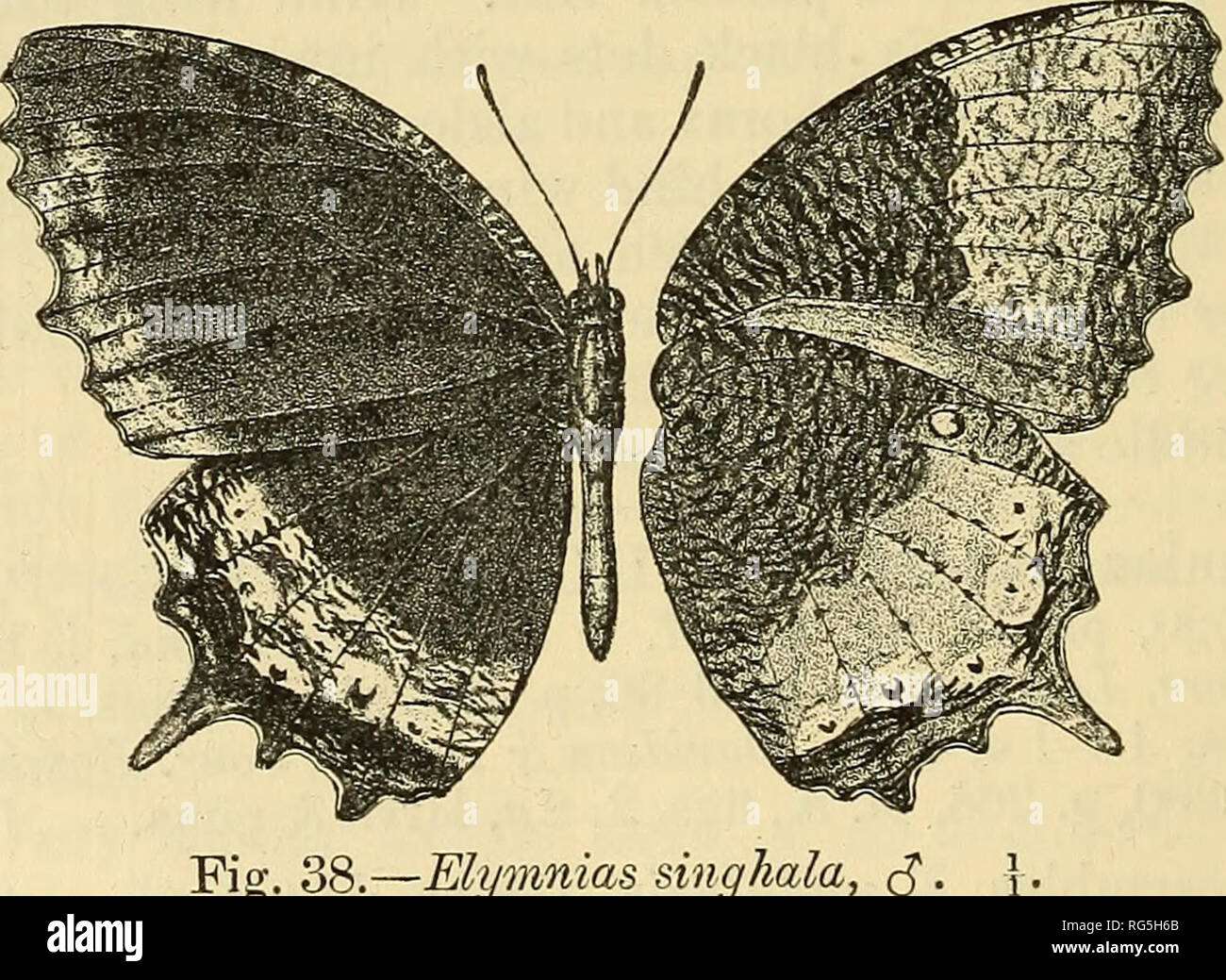 Undularis hi-res stock photography and images - Alamy