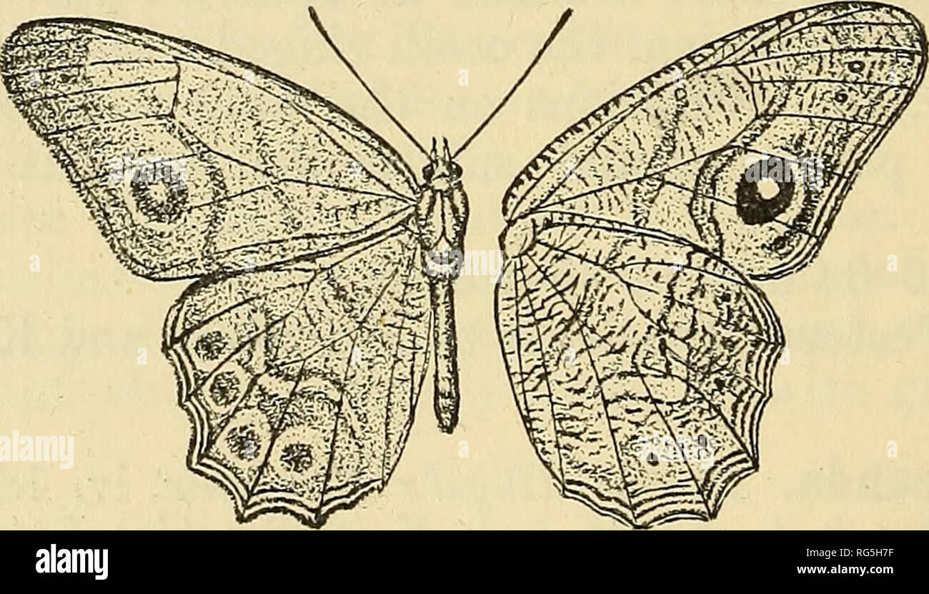 Black dots on abdomen hi-res stock photography and images - Alamy