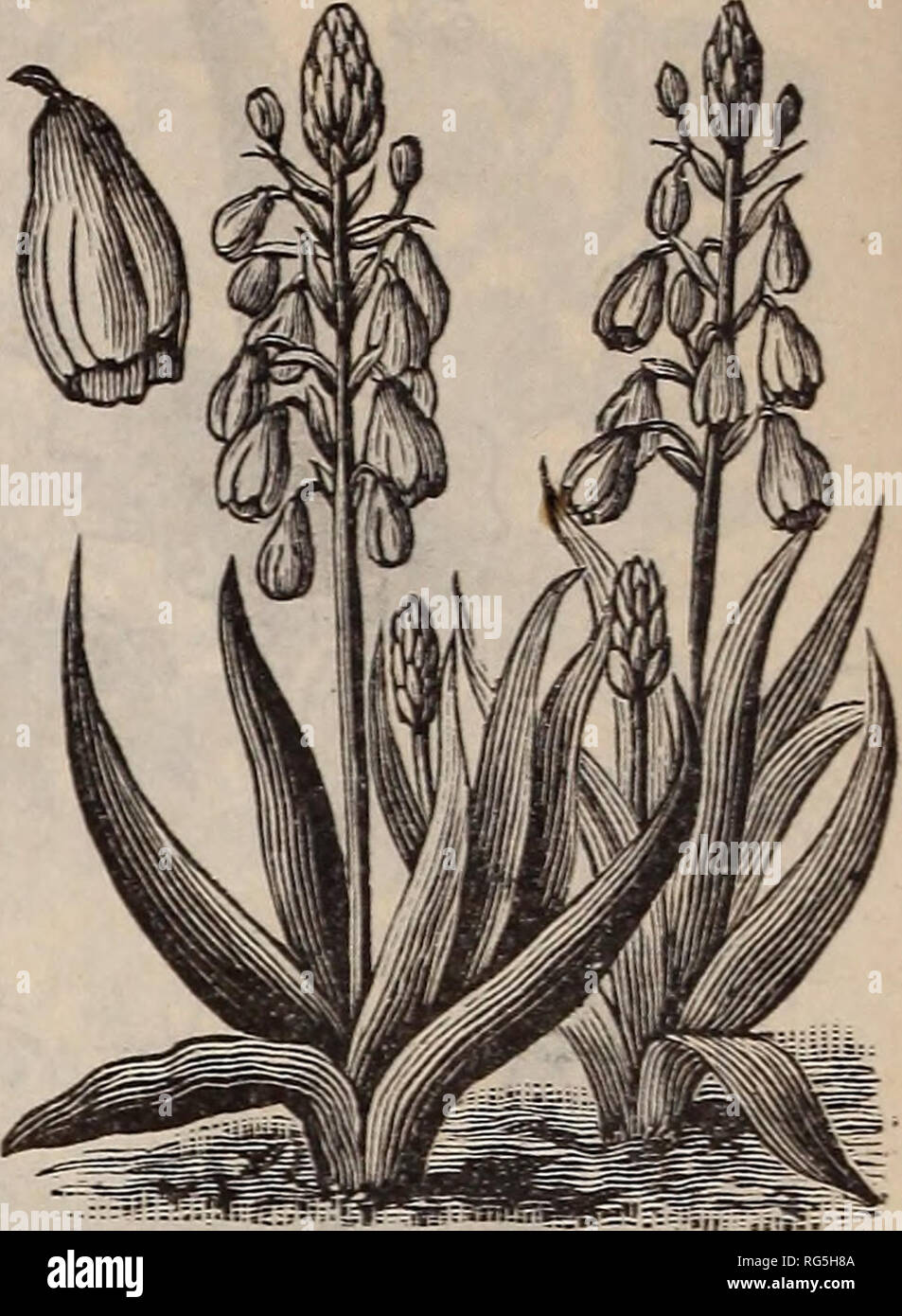 Four count burpee hi-res stock photography and images - Alamy