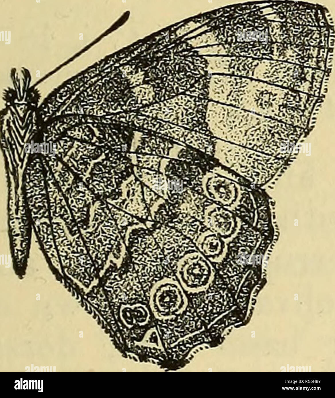 Black markings on upperside hi-res stock photography and images - Alamy