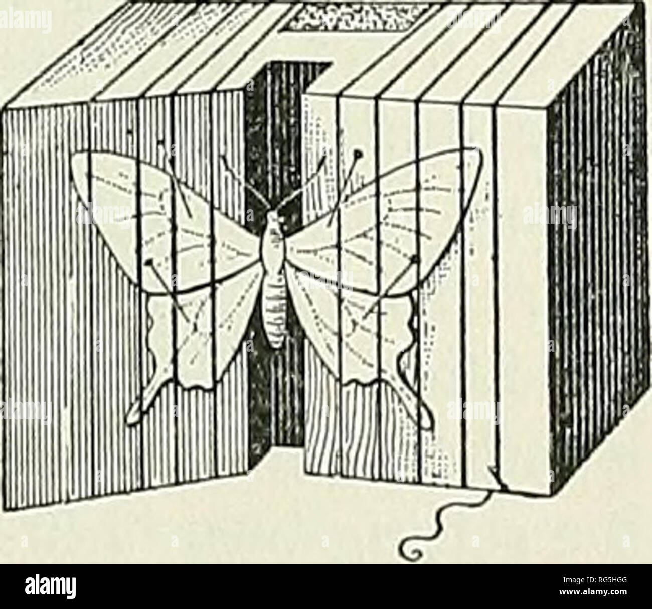 . The butterfly book; a popular guide to a knowledge of the butterflies ...