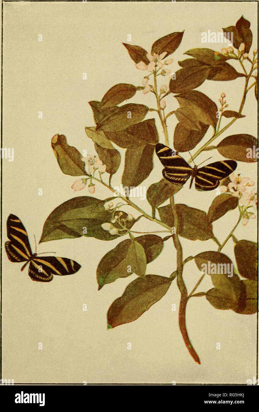 how to draw zebra butterfly