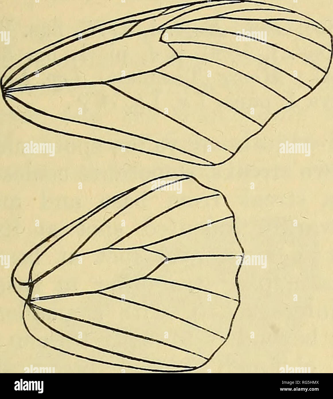 . Butterflies. Vol. I-II.. Lepidoptera. DANAIS. 15. Fig. 4.—Venation of ...
