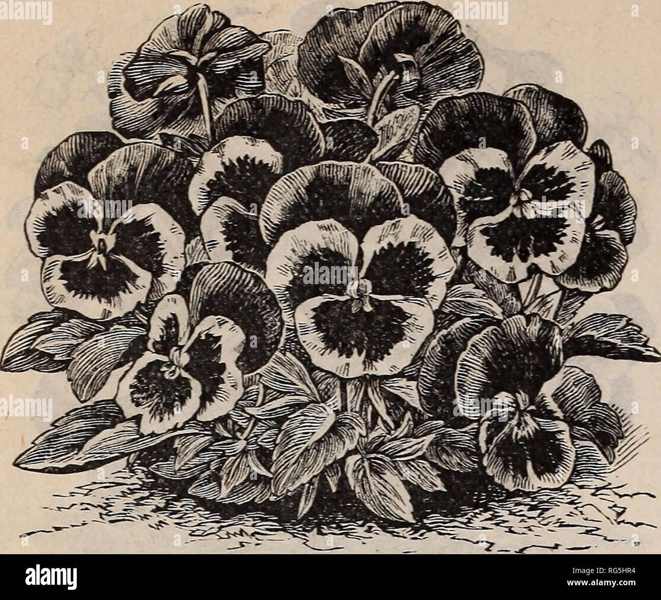 Burpee seed packets hi-res stock photography and images - Alamy