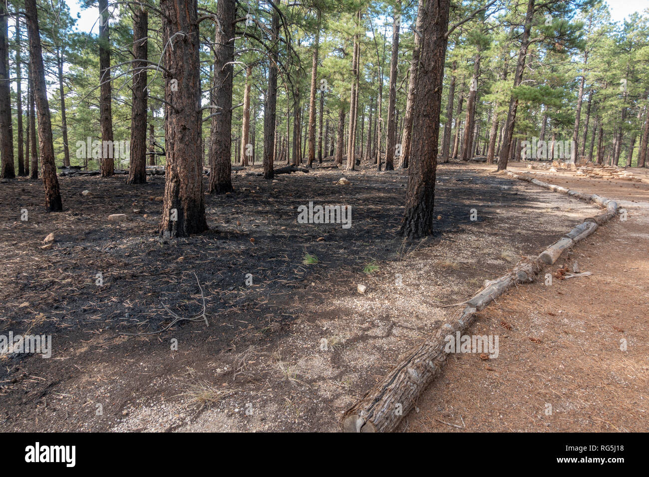 Fire damage beside a footpath close to Walhalla Ruins (Walhalla Glades ...
