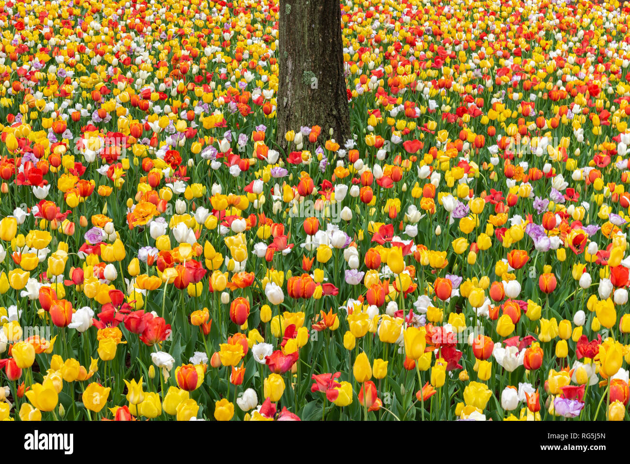 Tree trunk isolated on colorful Tulips carpet Stock Photo - Alamy