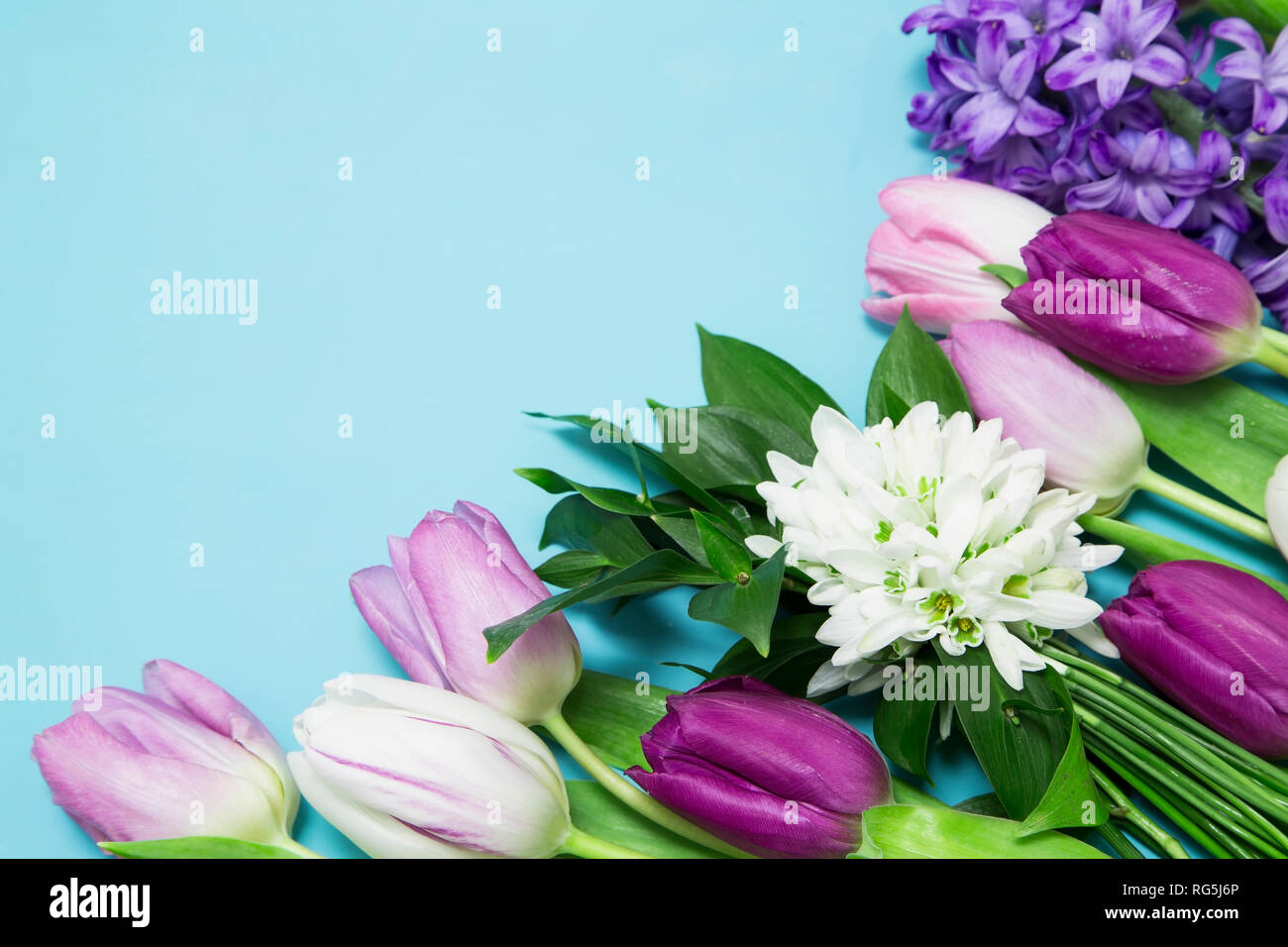 Spring flowers arrangement on blue background Stock Photo - Alamy