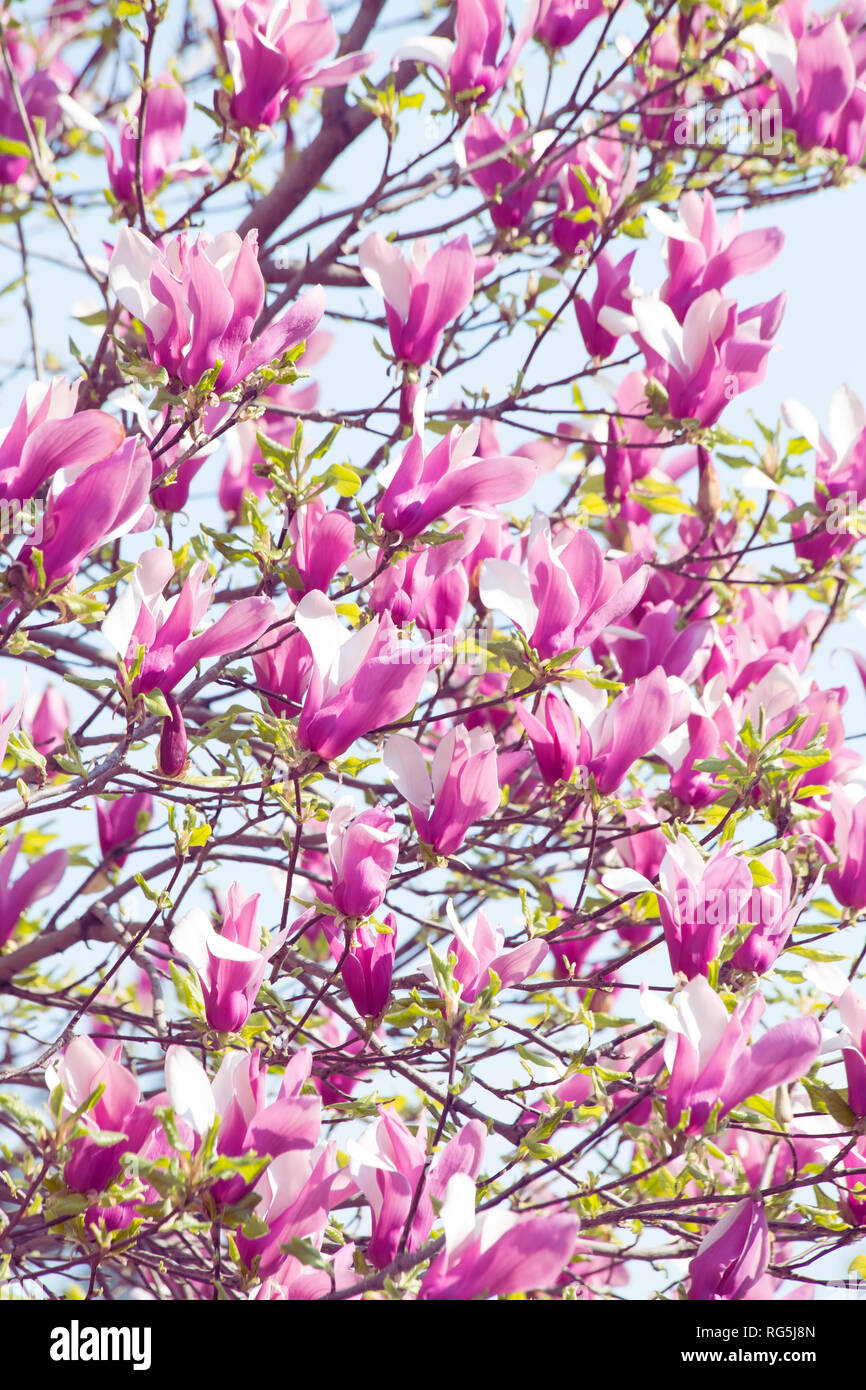 Beautiful magnolia tree bloomy magnolia hi-res stock photography and ...