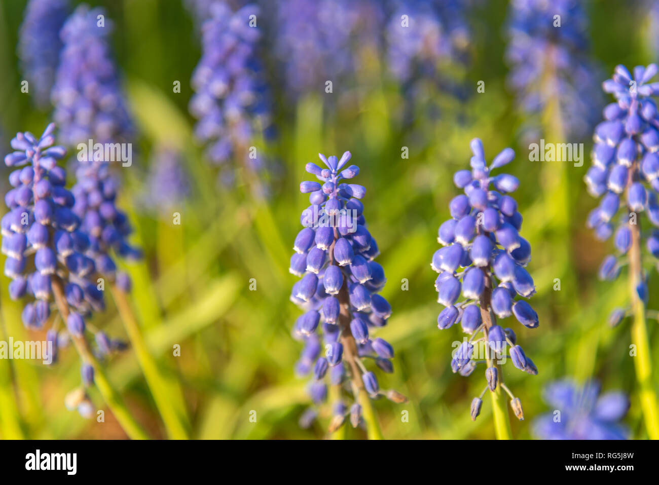 Grape hyacinth spring bulbs hi-res stock photography and images - Alamy