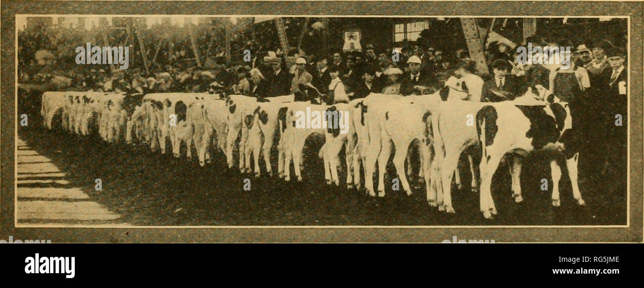. The calf club manual ... Holstein-Friesian cattle; Calves. and ...