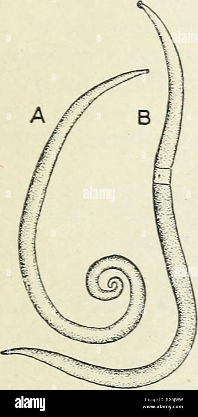 . A calendar of livestock parasites. Cattle; Parasites; Livestock. A ...