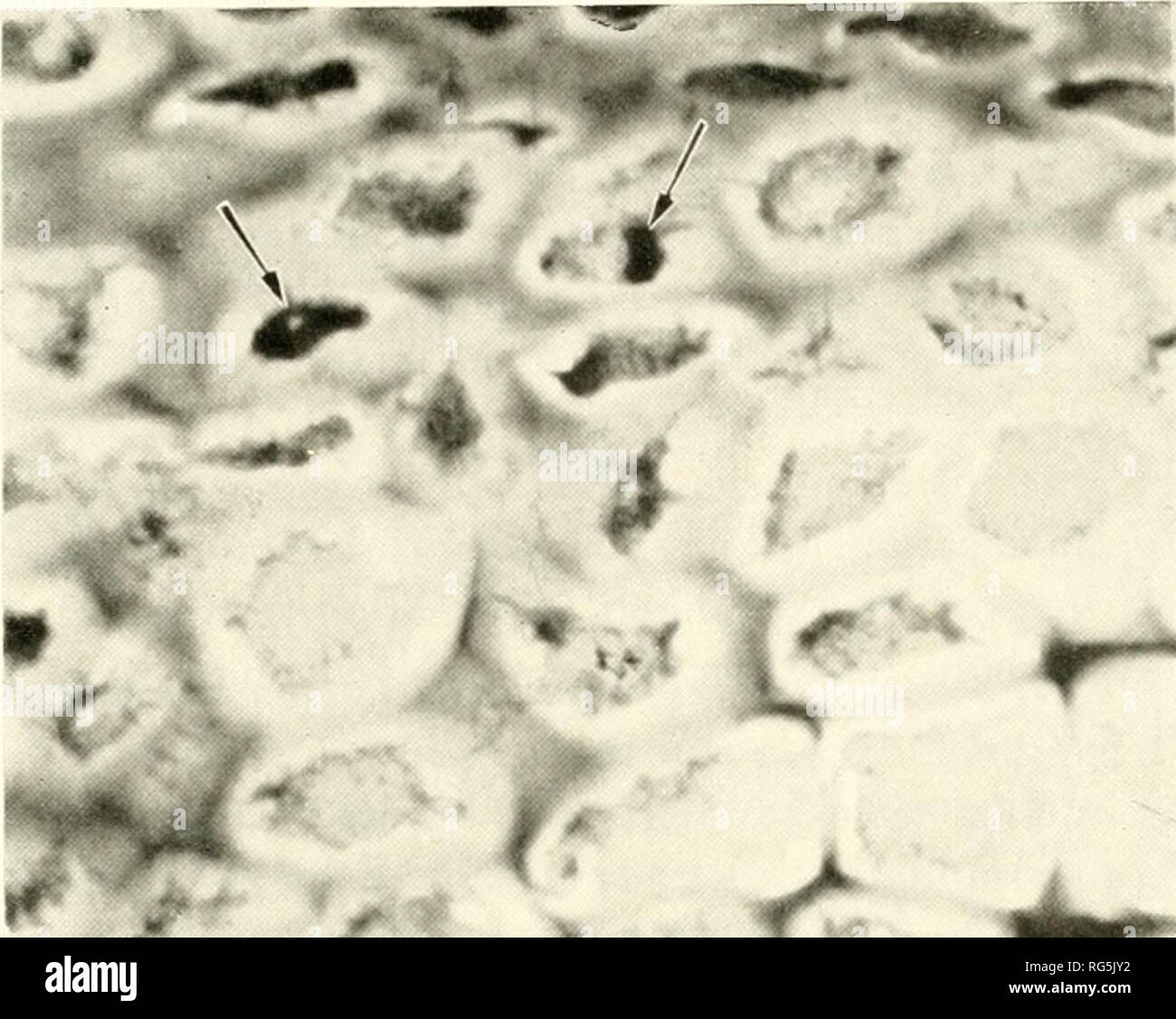 . Calcified tissues; proceedings. Bone; Collagen; Calcification ...