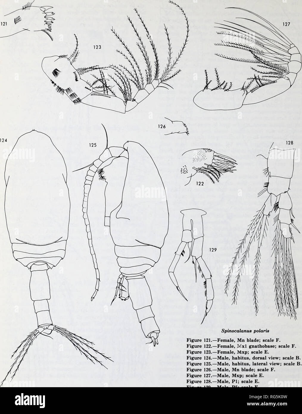. Calanoid copepods of the genera Spinocalanus and Mimocalanus from the ...