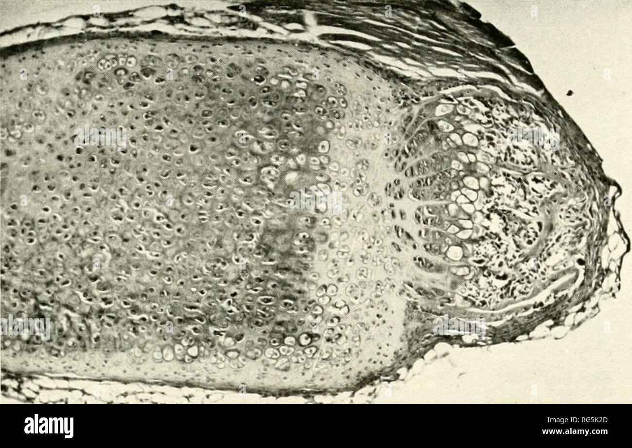 . Calcified tissues; proceedings. Bone; Collagen; Calcification. The ...