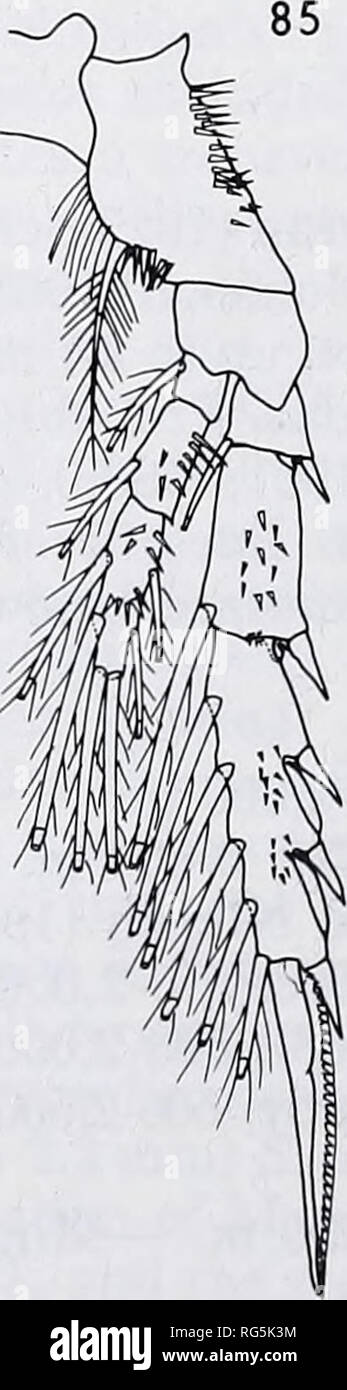 Prosome hi-res stock photography and images - Alamy